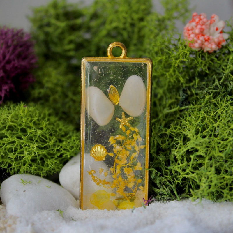 Coquina Clam Shells - Etsy