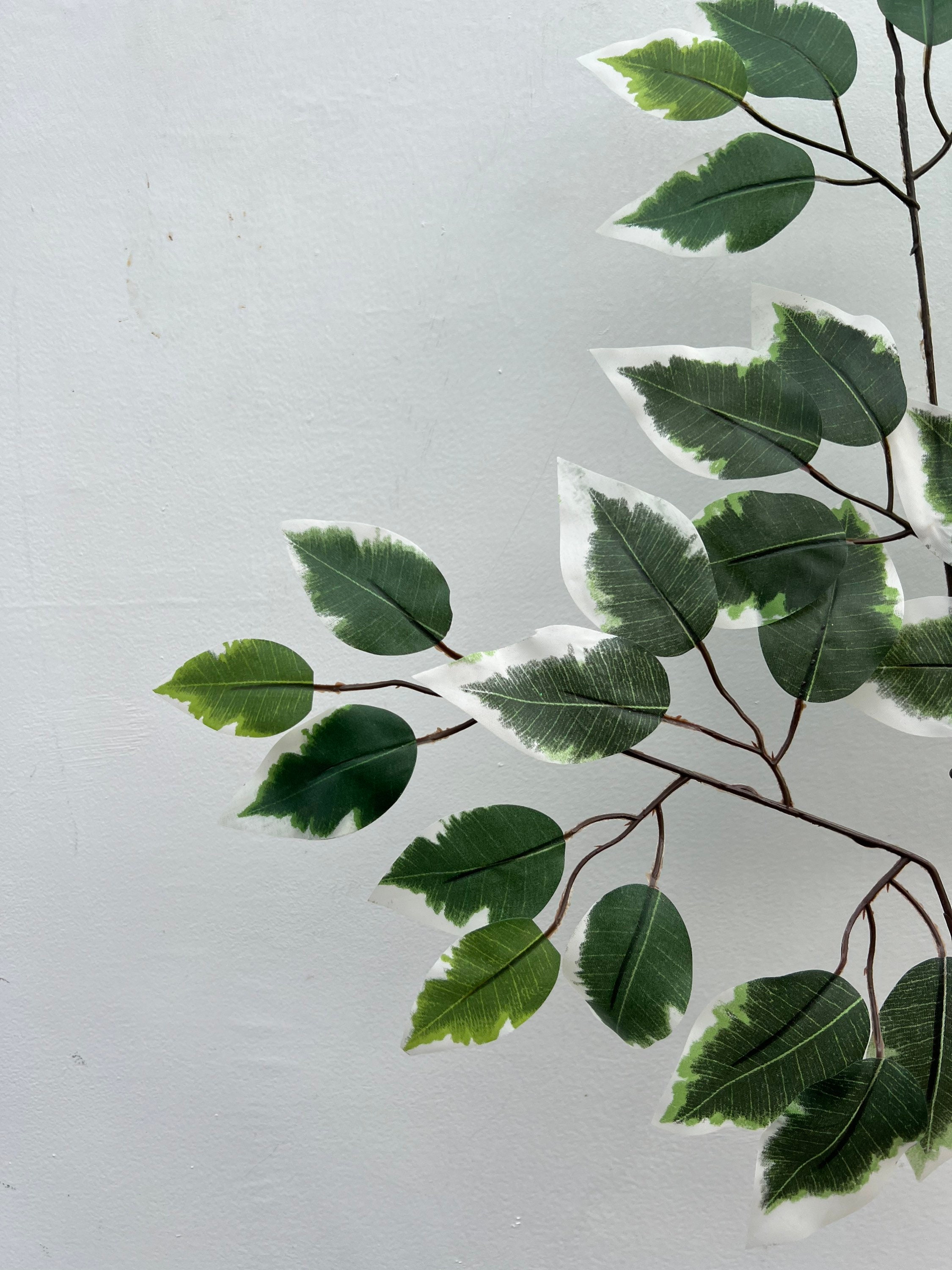 Artificial Variegated Ficus Spray Greenery 23 Pack of 12, Ficus Wreath ...