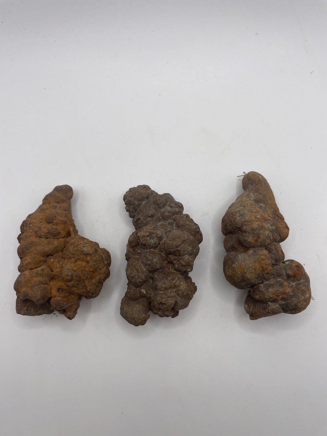 PNW Coprolite - Petrified Poop - 3 Pieces - Etsy