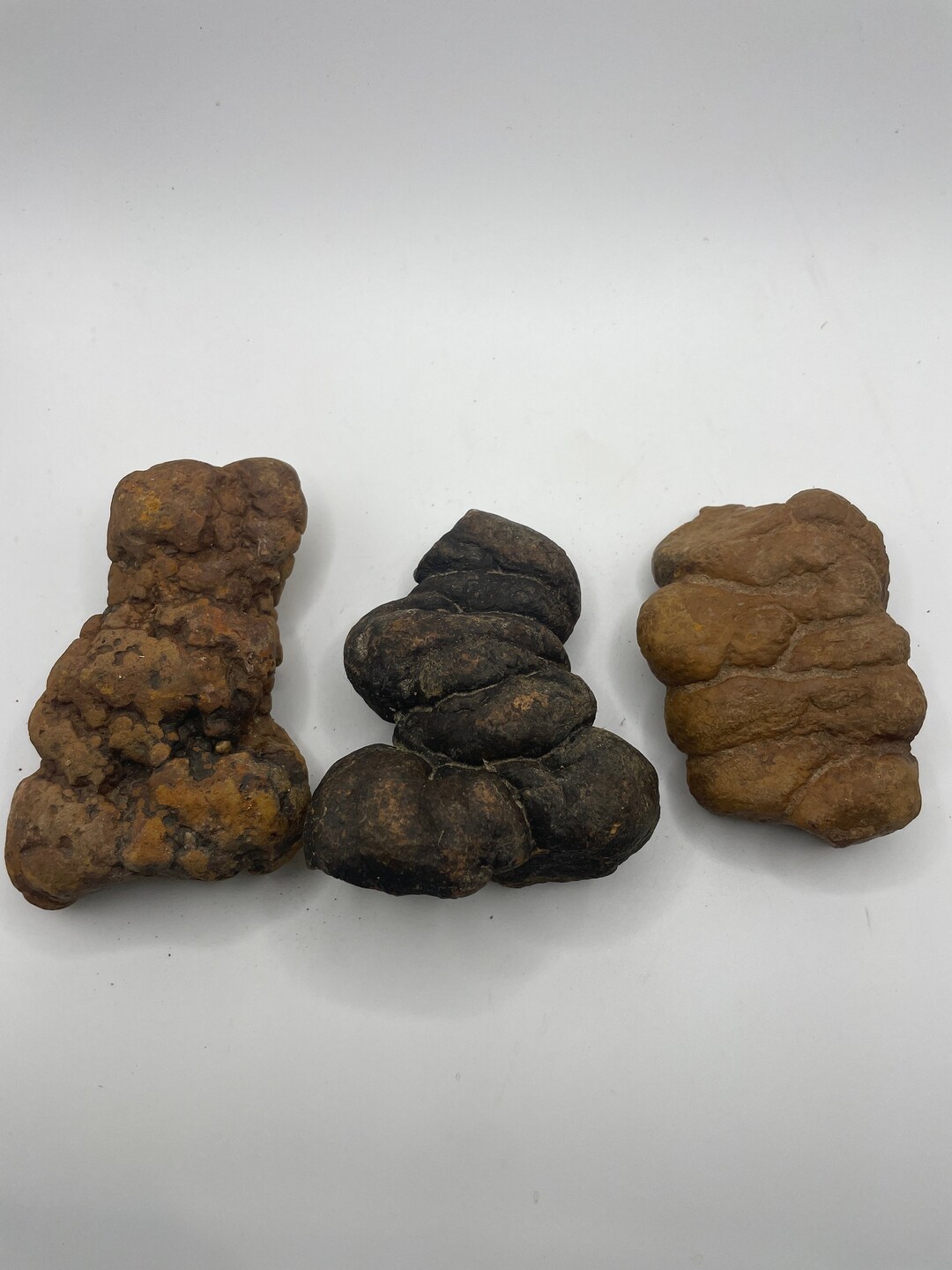 PNW Coprolite - Petrified Poop - 3 Pieces - Etsy