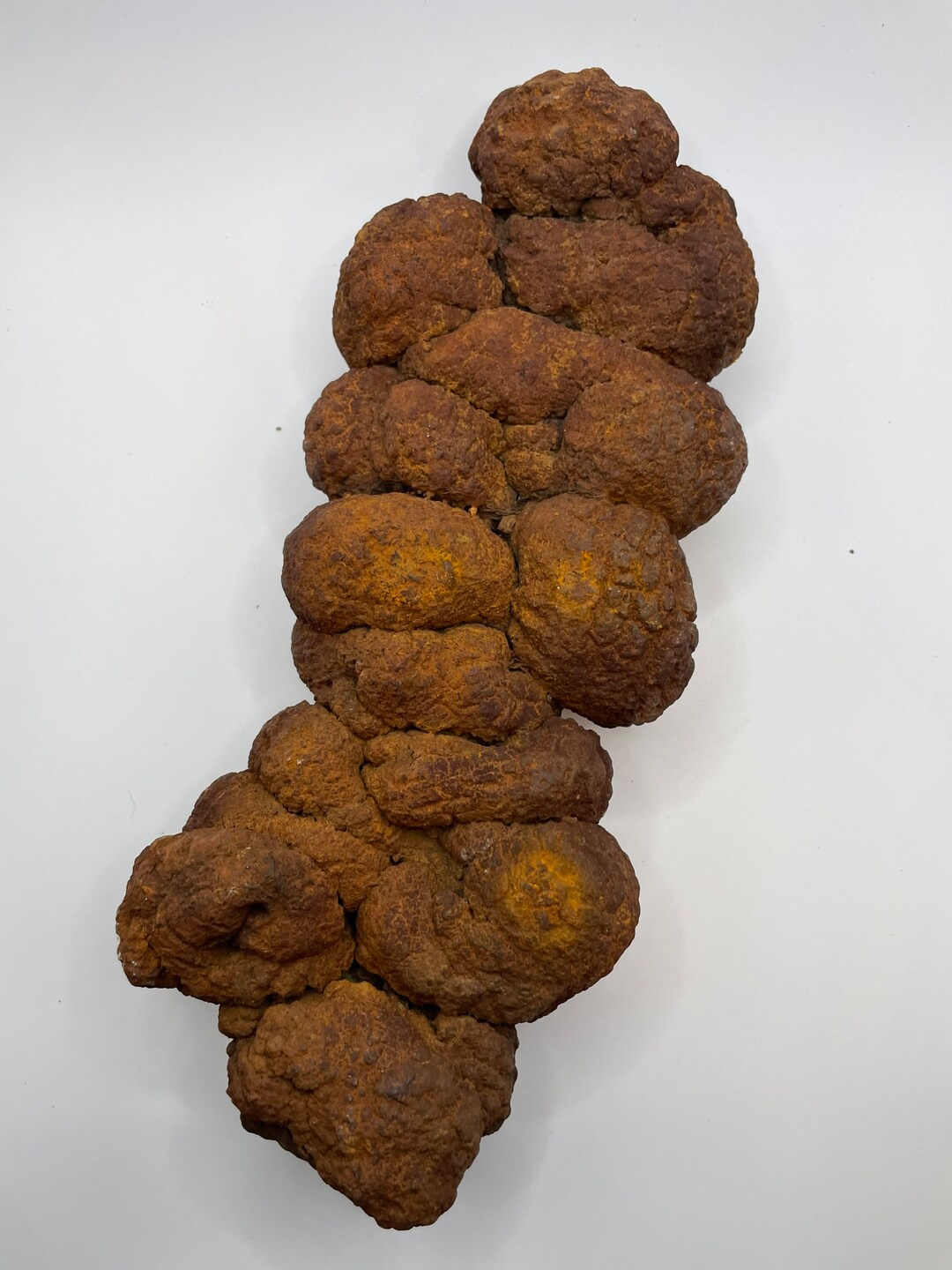 HUGE Piece of Coprolite Petrified Poop Approximately 10 - Etsy