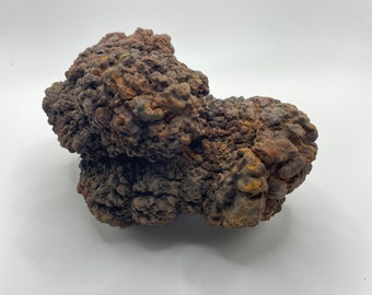 PNW Coprolite Fossilized Dinosaur Poop - Etsy