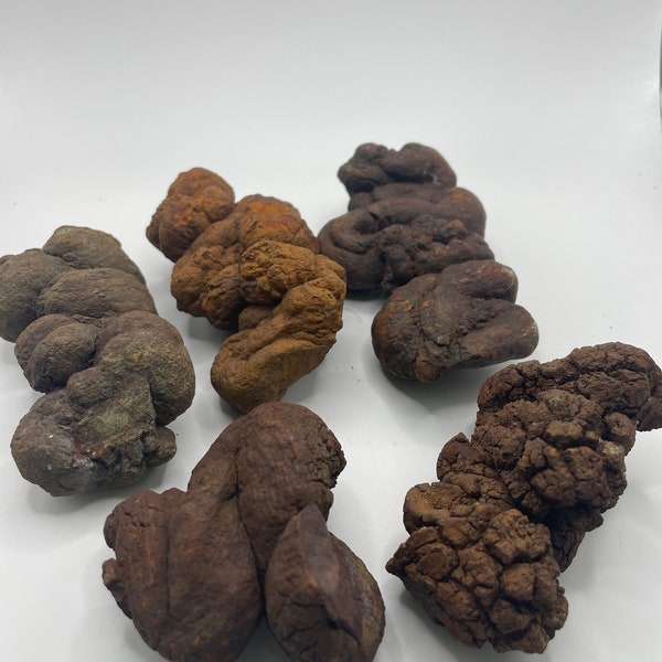 Coprolite - Etsy