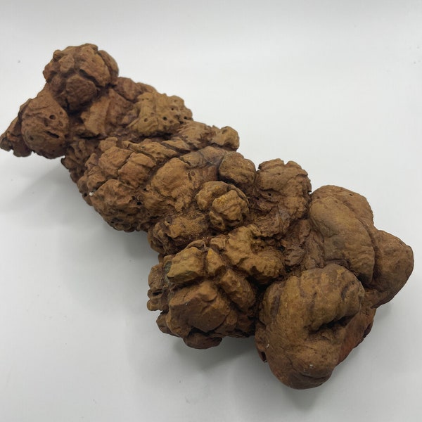 Coprolite - Etsy