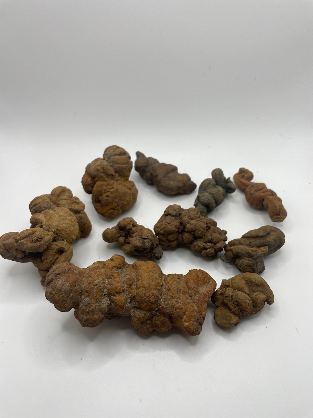 PNW Coprolite - Petrified Poop - 10 Pieces - Etsy