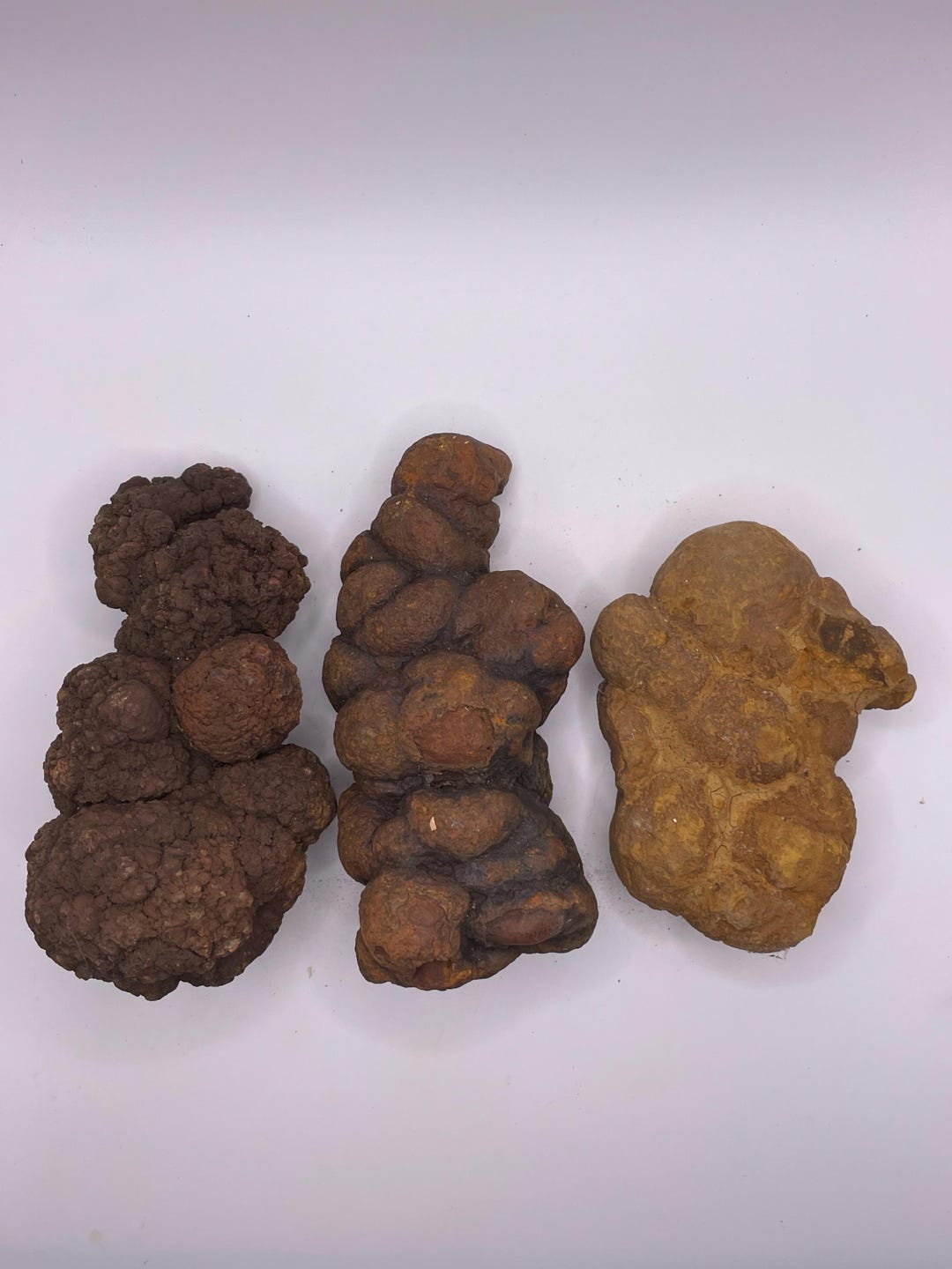 PNW Coprolite - Petrified Poop - 3 Large Pieces - Etsy
