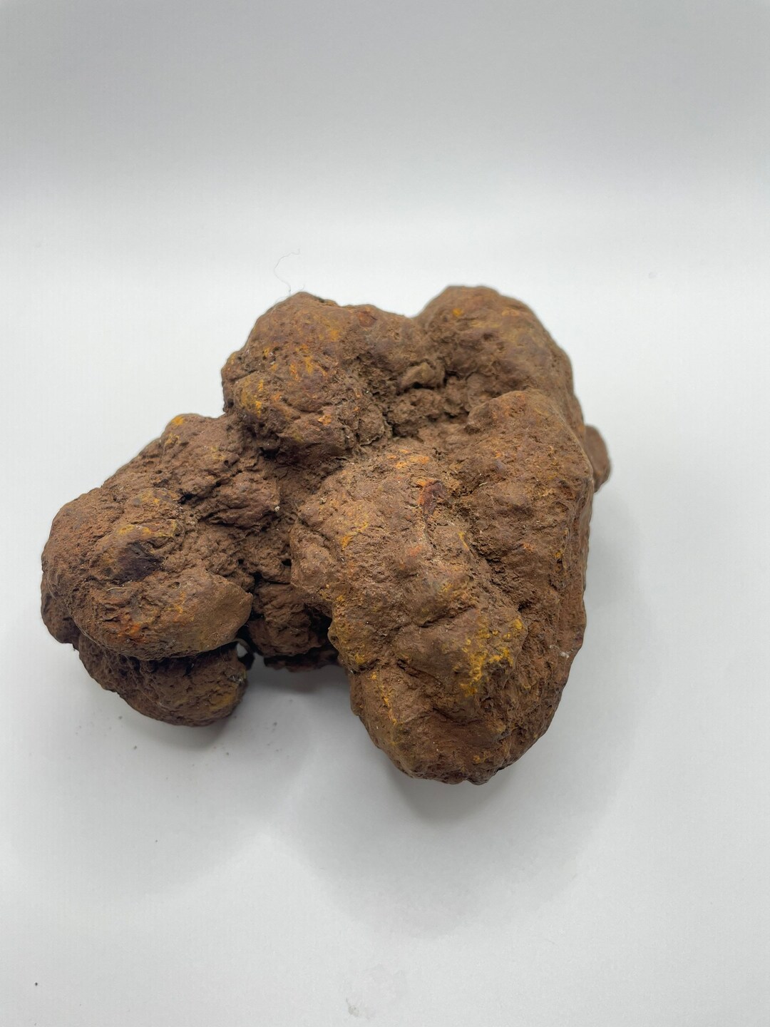 PNW Coprolite Petrified Poop - Etsy