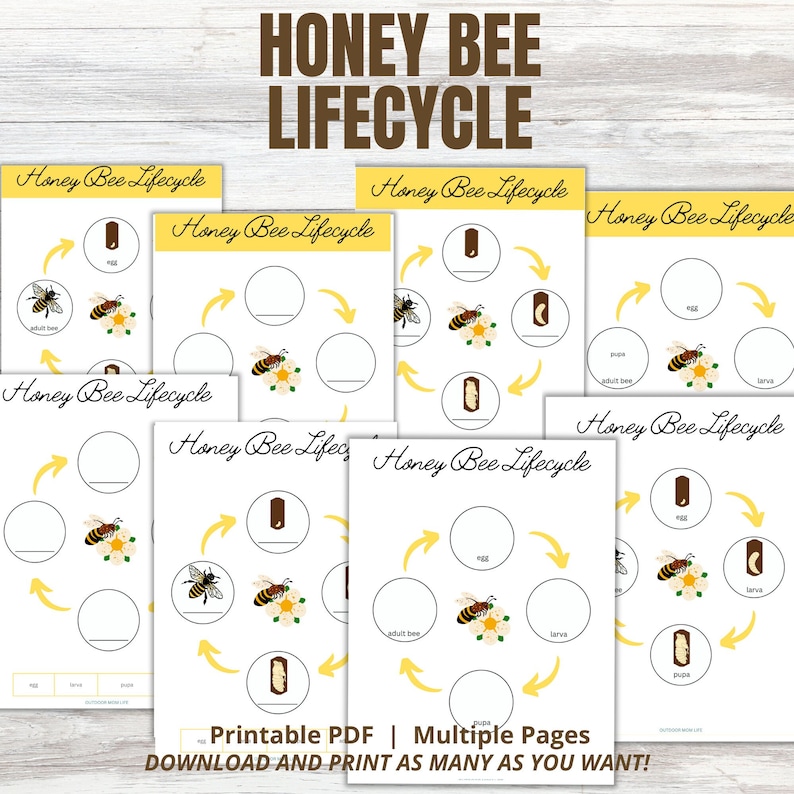 HONEYBEE LIFECYCLE PRINTABLE | 8 Pages Color | Metamorphosis Printable ...