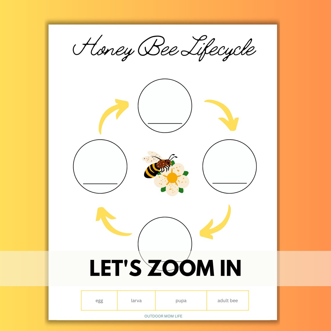 HONEYBEE LIFECYCLE PRINTABLE 8 Pages Color Metamorphosis Printable ...
