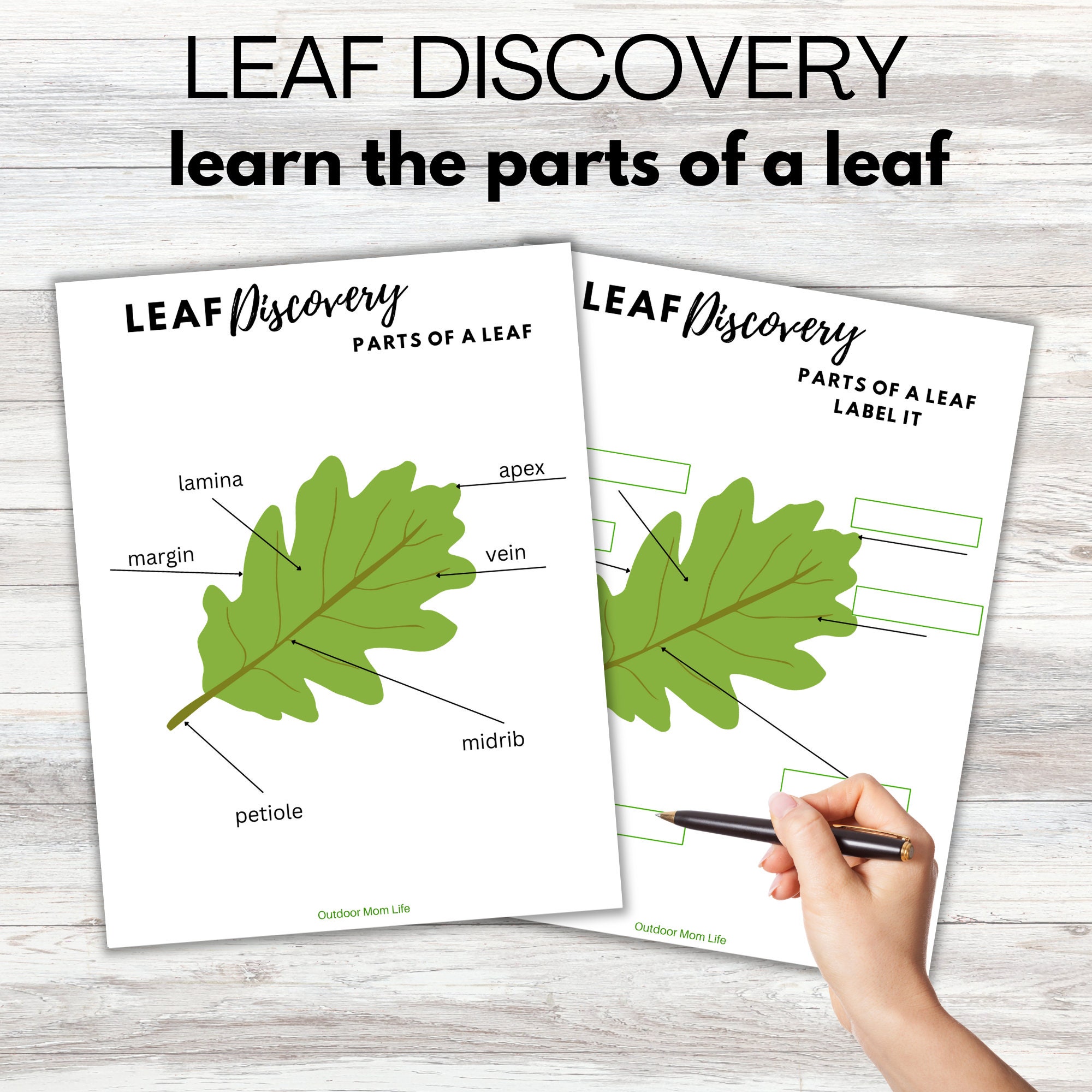 LEAF ACTIVITY PACK | Leaf Scavenger Hunt | Nature Printable | Parts of ...