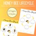 HONEYBEE LIFECYCLE PRINTABLE 8 Pages Color Metamorphosis Printable ...