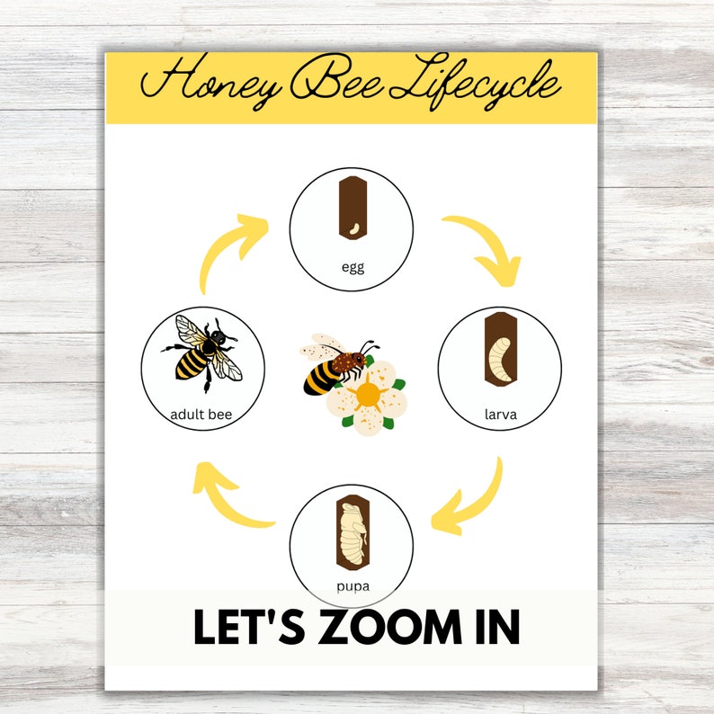 HONEYBEE LIFECYCLE PRINTABLE | 8 Pages Color | Metamorphosis Printable ...