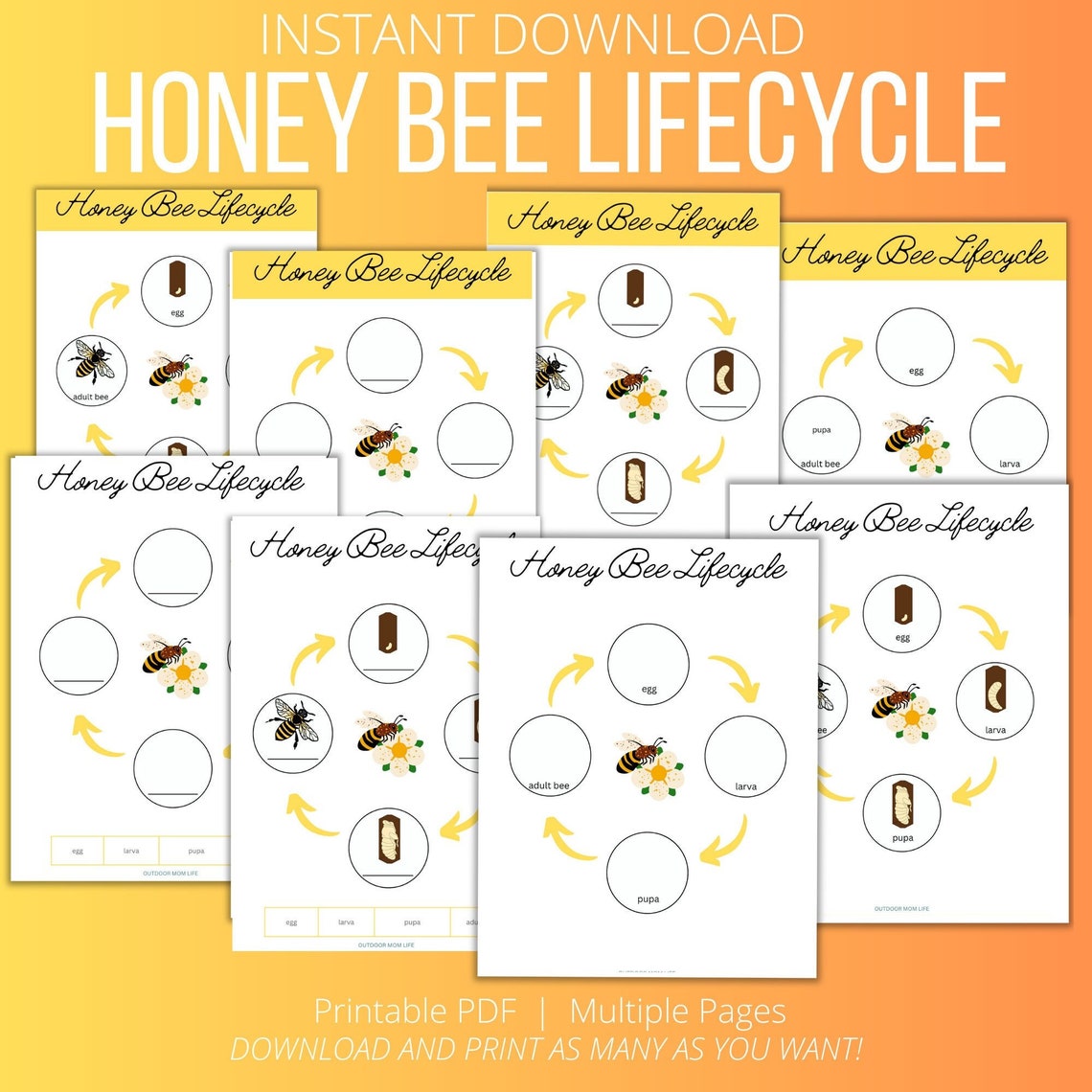 HONEYBEE LIFECYCLE PRINTABLE 8 Pages Color Metamorphosis Printable ...