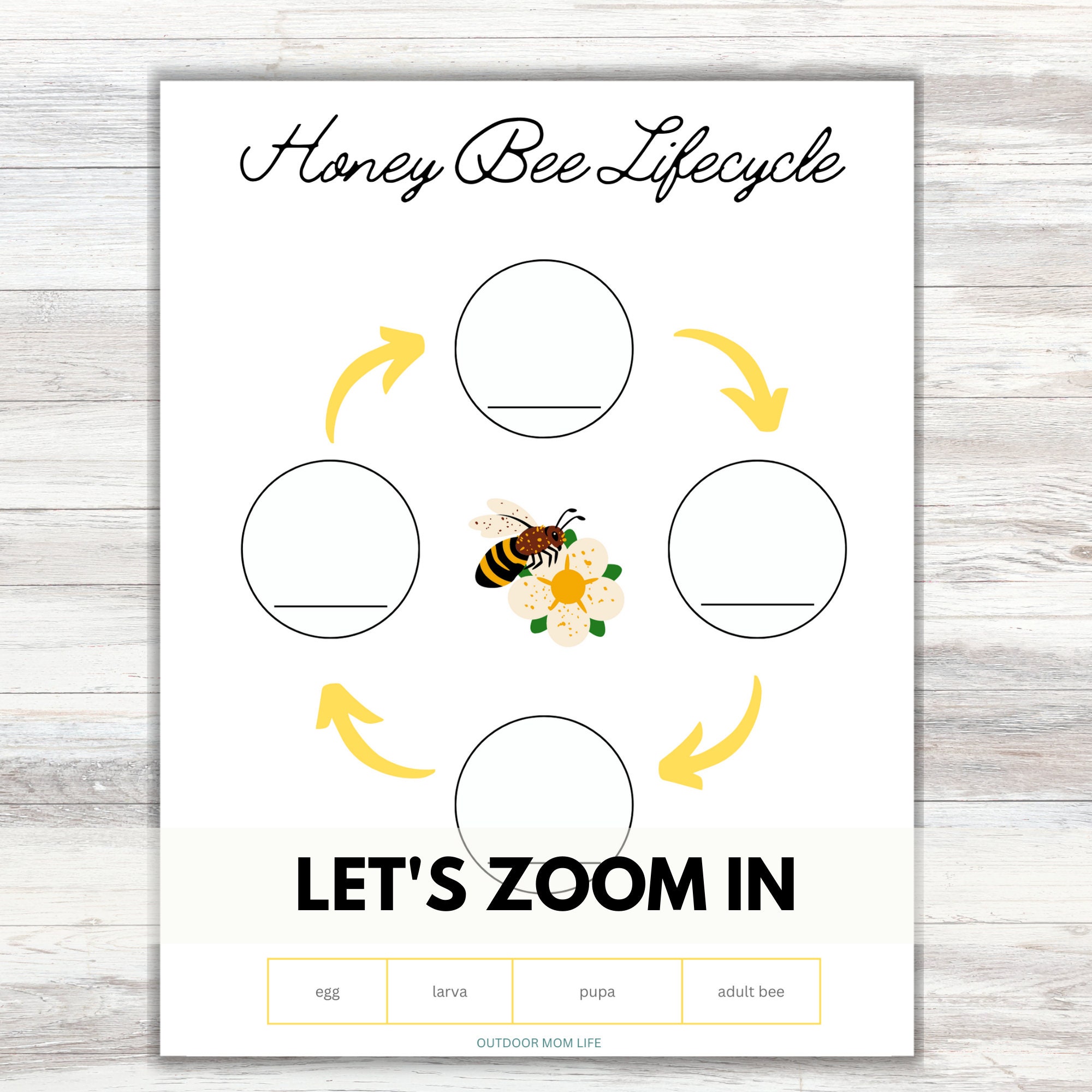 HONEYBEE LIFECYCLE PRINTABLE | 8 Pages Color | Metamorphosis Printable ...
