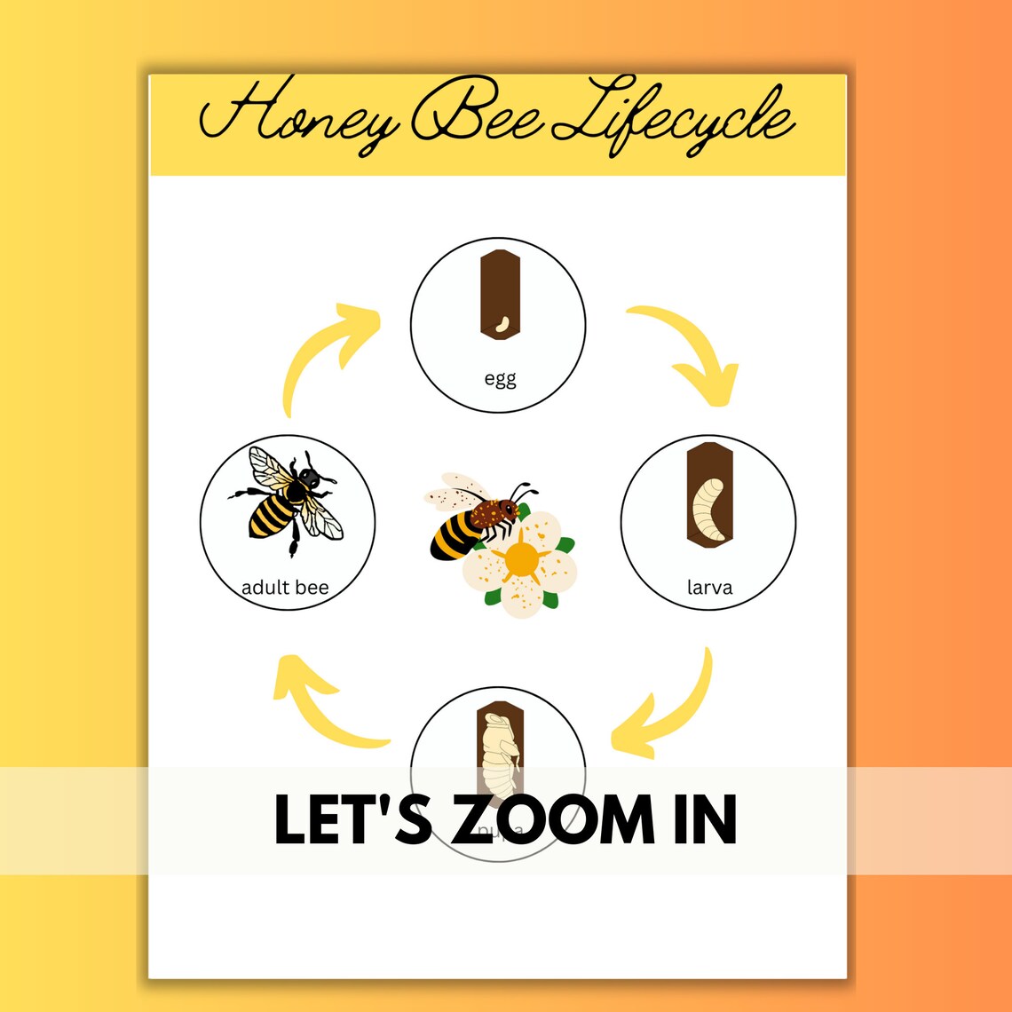 HONEYBEE LIFECYCLE PRINTABLE 8 Pages Color Metamorphosis Printable ...