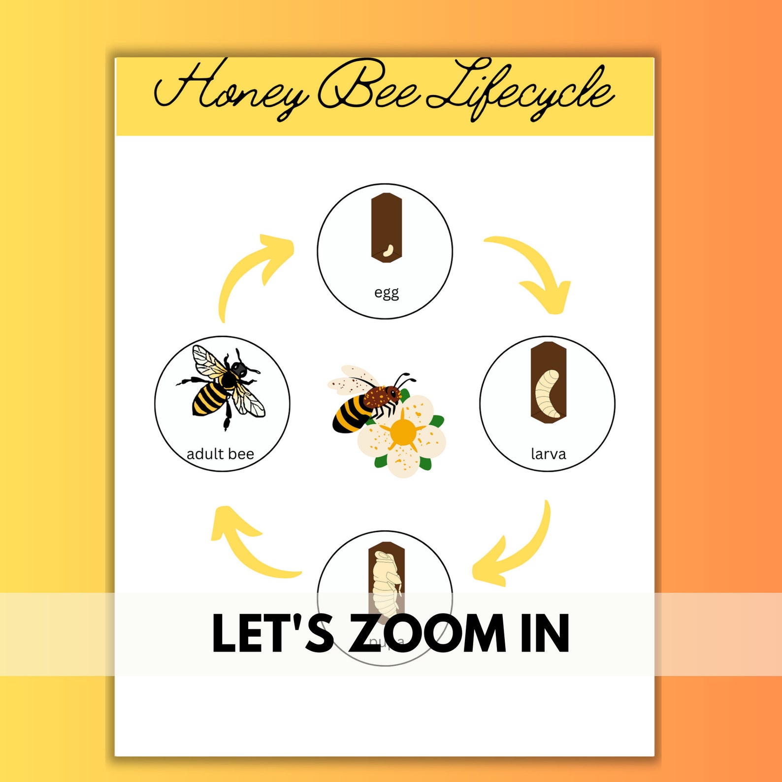 HONEYBEE LIFECYCLE PRINTABLE 8 Pages Color Metamorphosis Printable ...