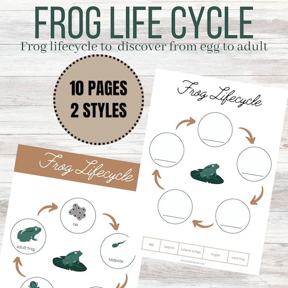 Feuille De Travail Vierge Sur Le Cycle De Vie Des Grenouilles Cahier