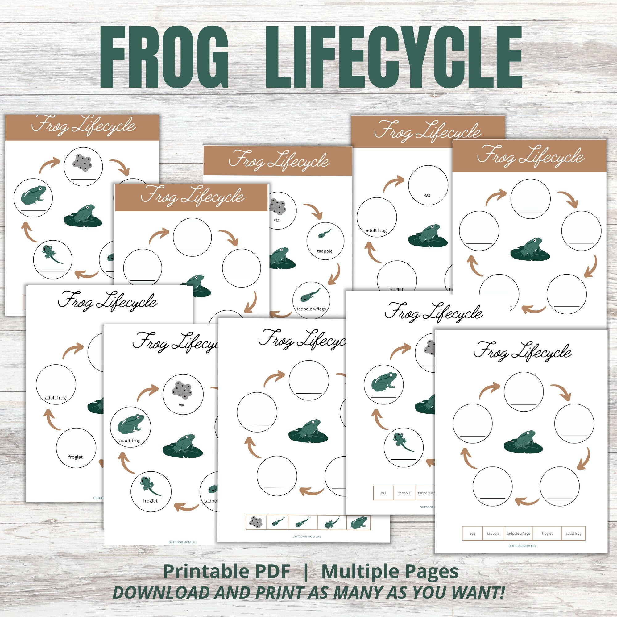 FROG LIFECYCLE PRINTABLE | 10 Color Pages | Frog Printable ...