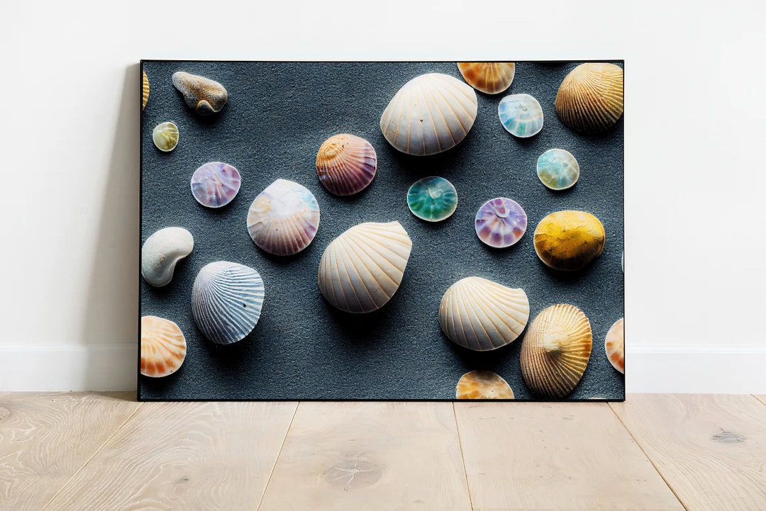 Extraordinary Sea Shells Wall Poster - Etsy