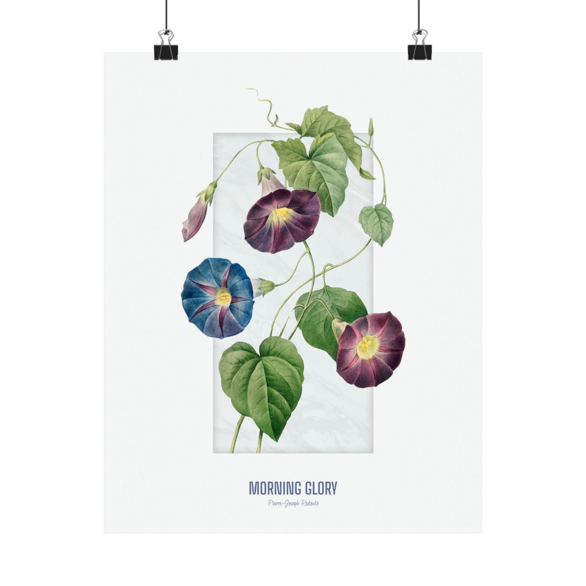 Morning Glory Illustration Morning Glory Wall Art Botanical Art Morning ...