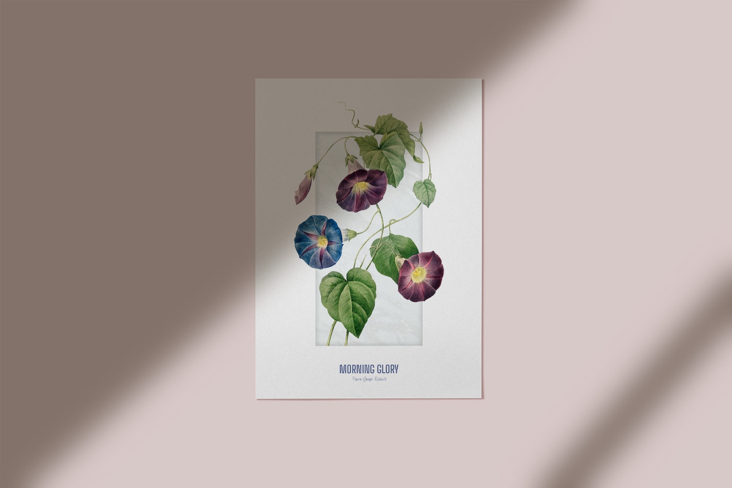 Morning Glory Illustration Morning Glory Wall Art Botanical Art Morning ...
