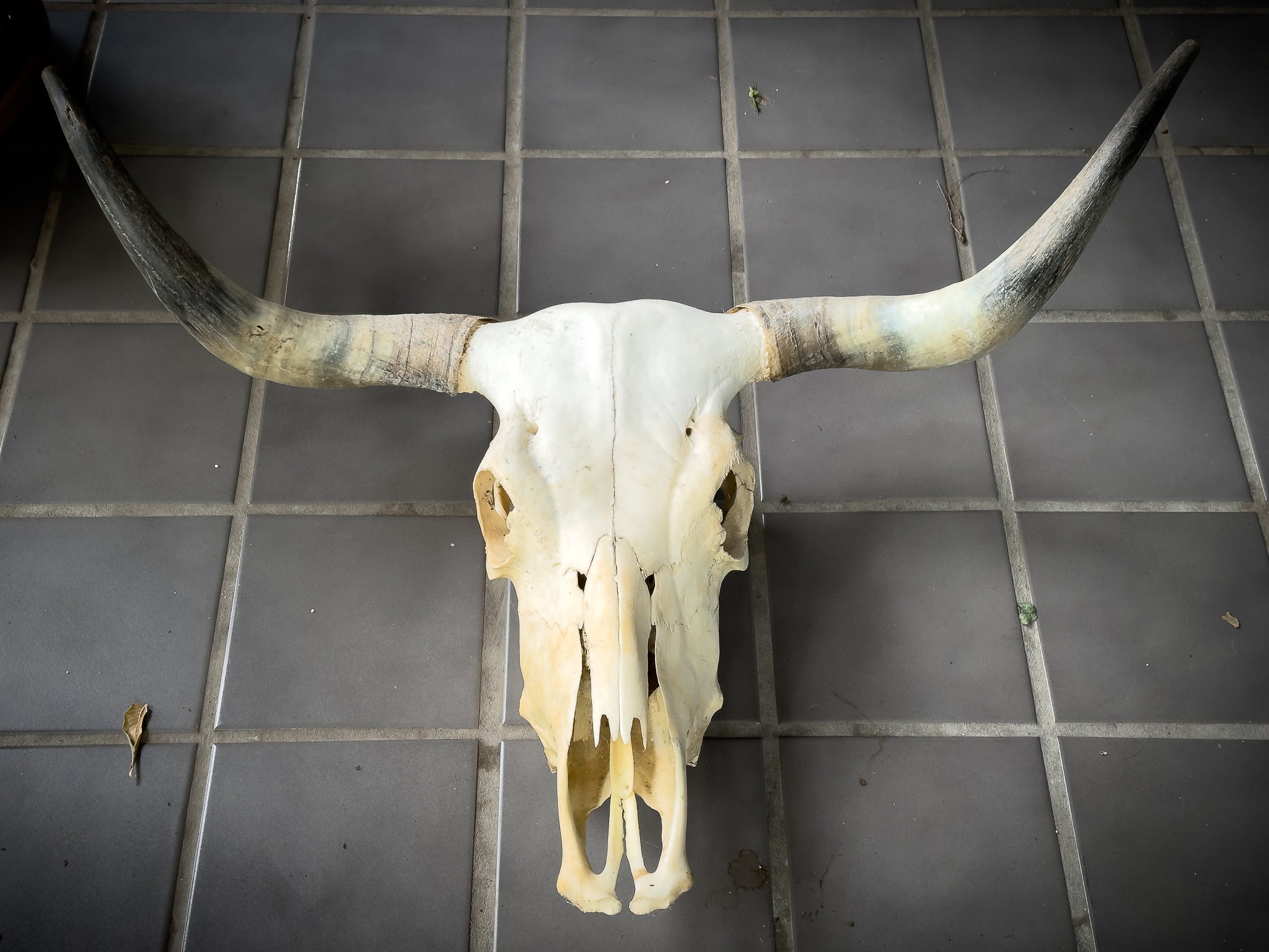 Real Cow Skull With Horns Microbes and Muck - Etsy