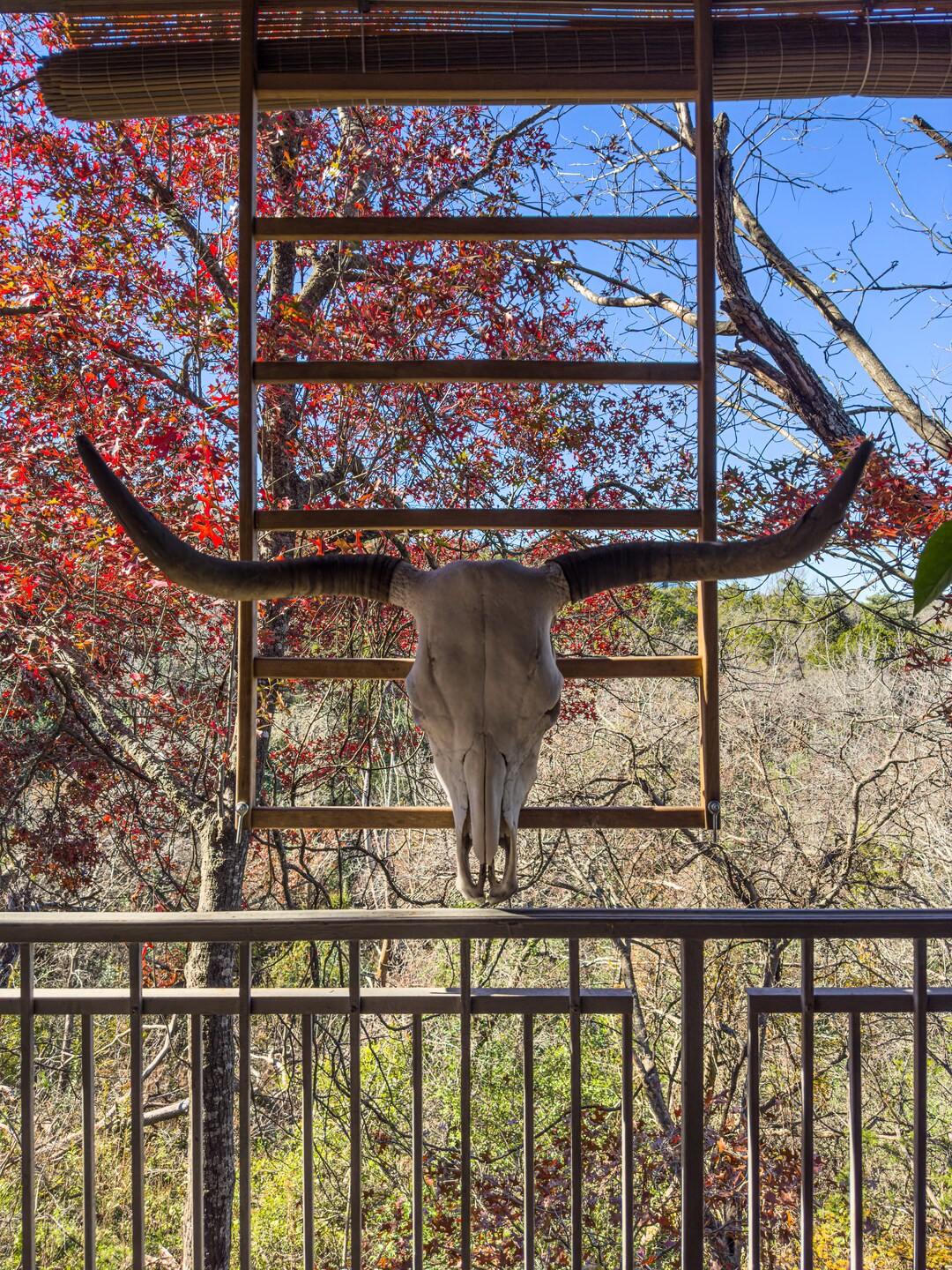 Real Cow Skull With Horns Microbes and Muck - Etsy