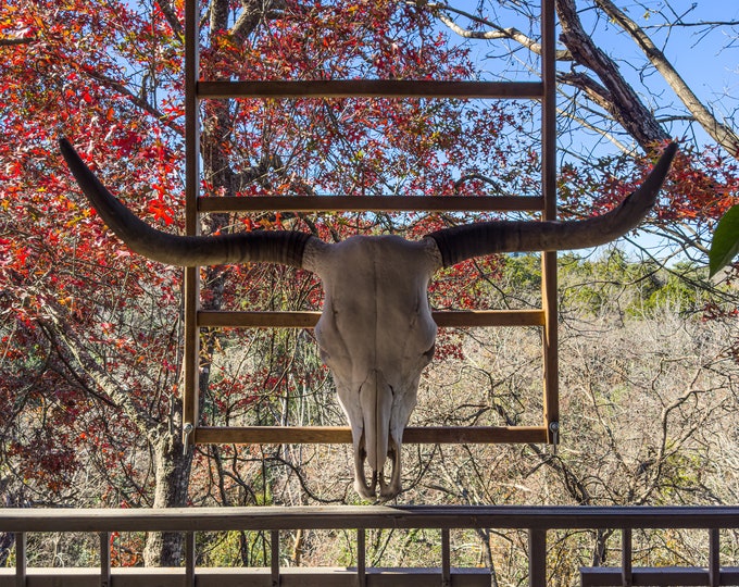 Real Cow Skull With Horns Microbes and Muck - Etsy
