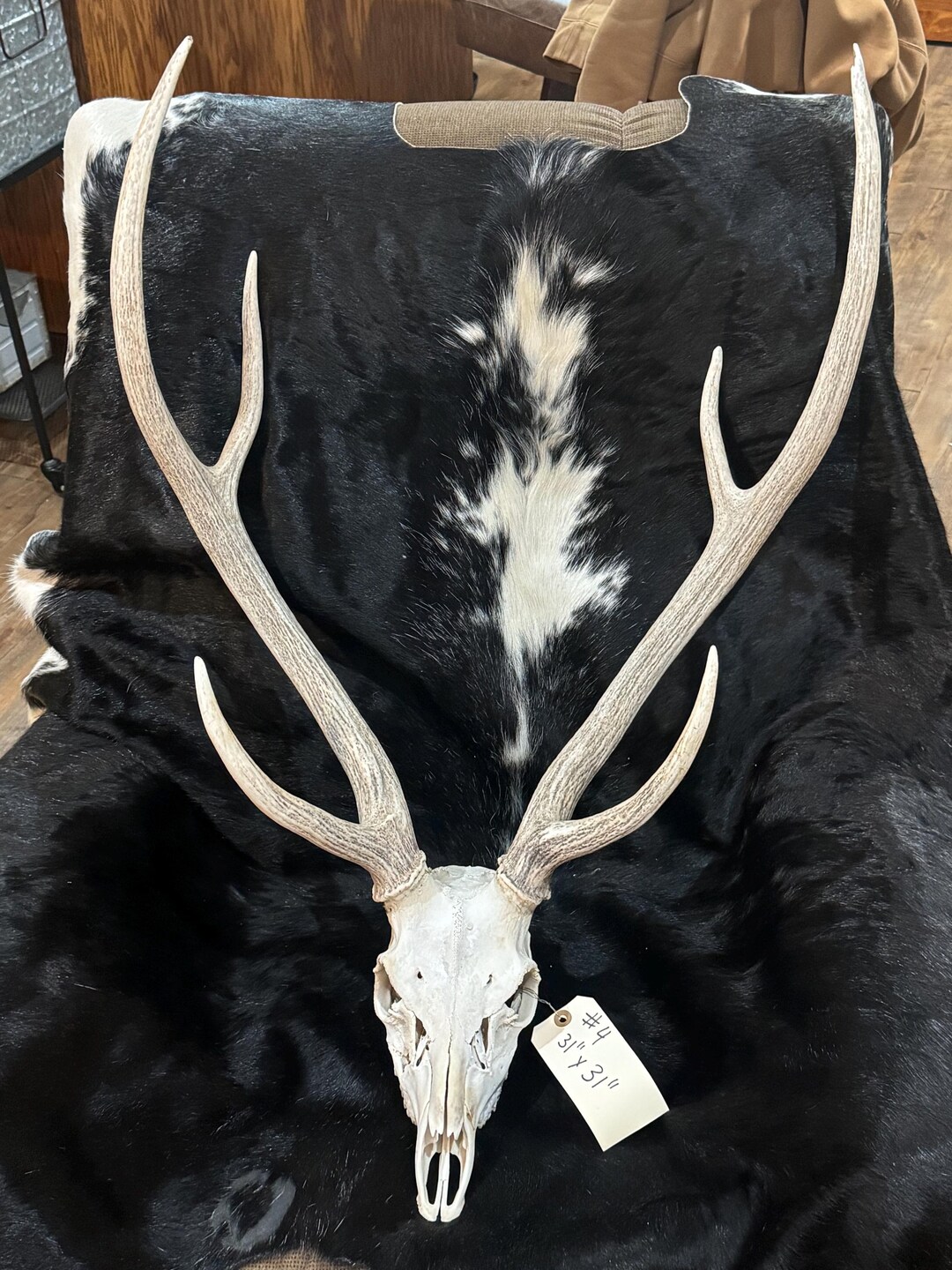 Axis Skull, 31 Beams, Mount, Taxidermy, European Mount, Man Cave Lodge ...