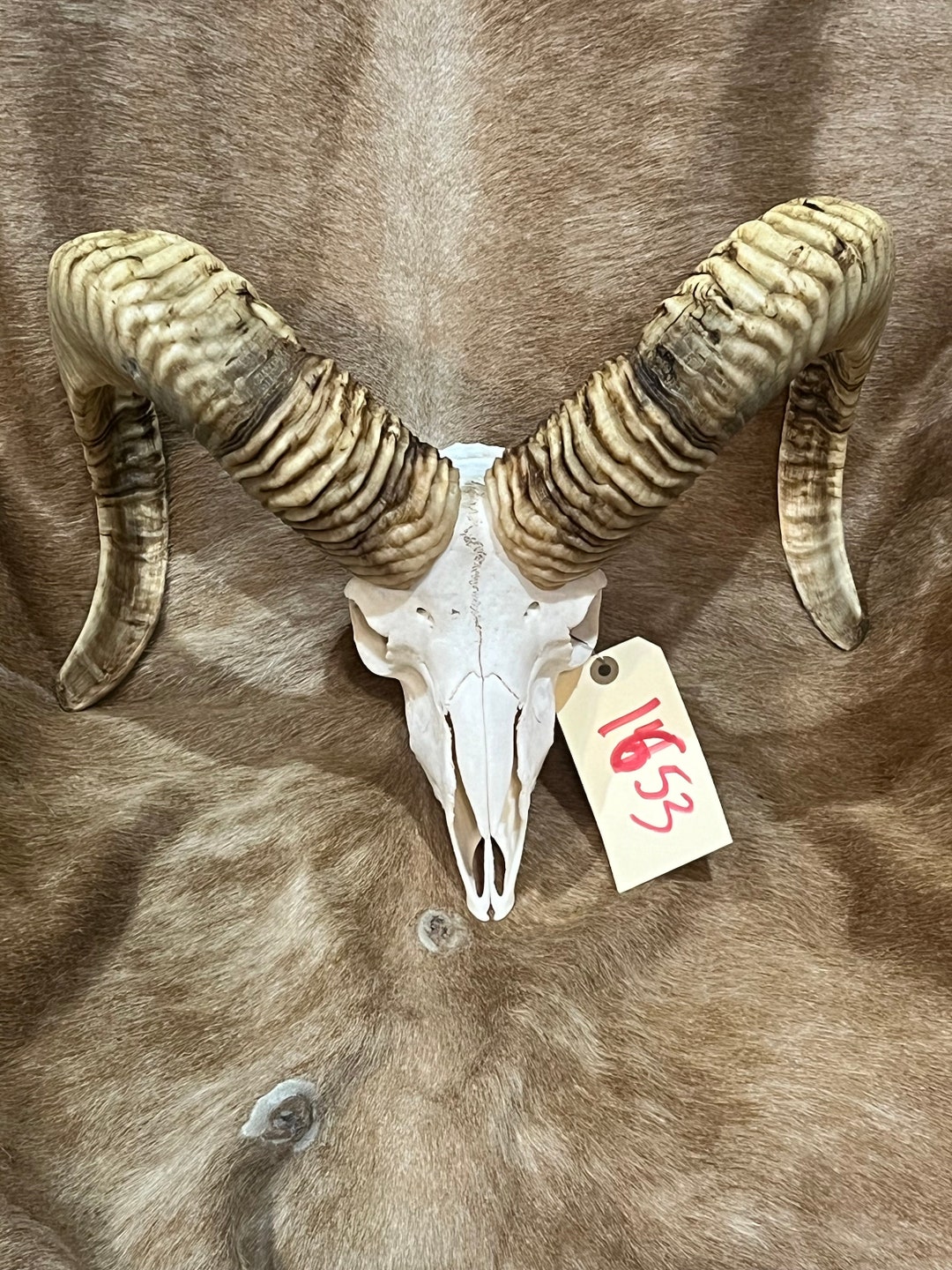 Ram Skull 25” Sheep Horns Muflon Urial, Red Sheep, Taxidermy, European ...