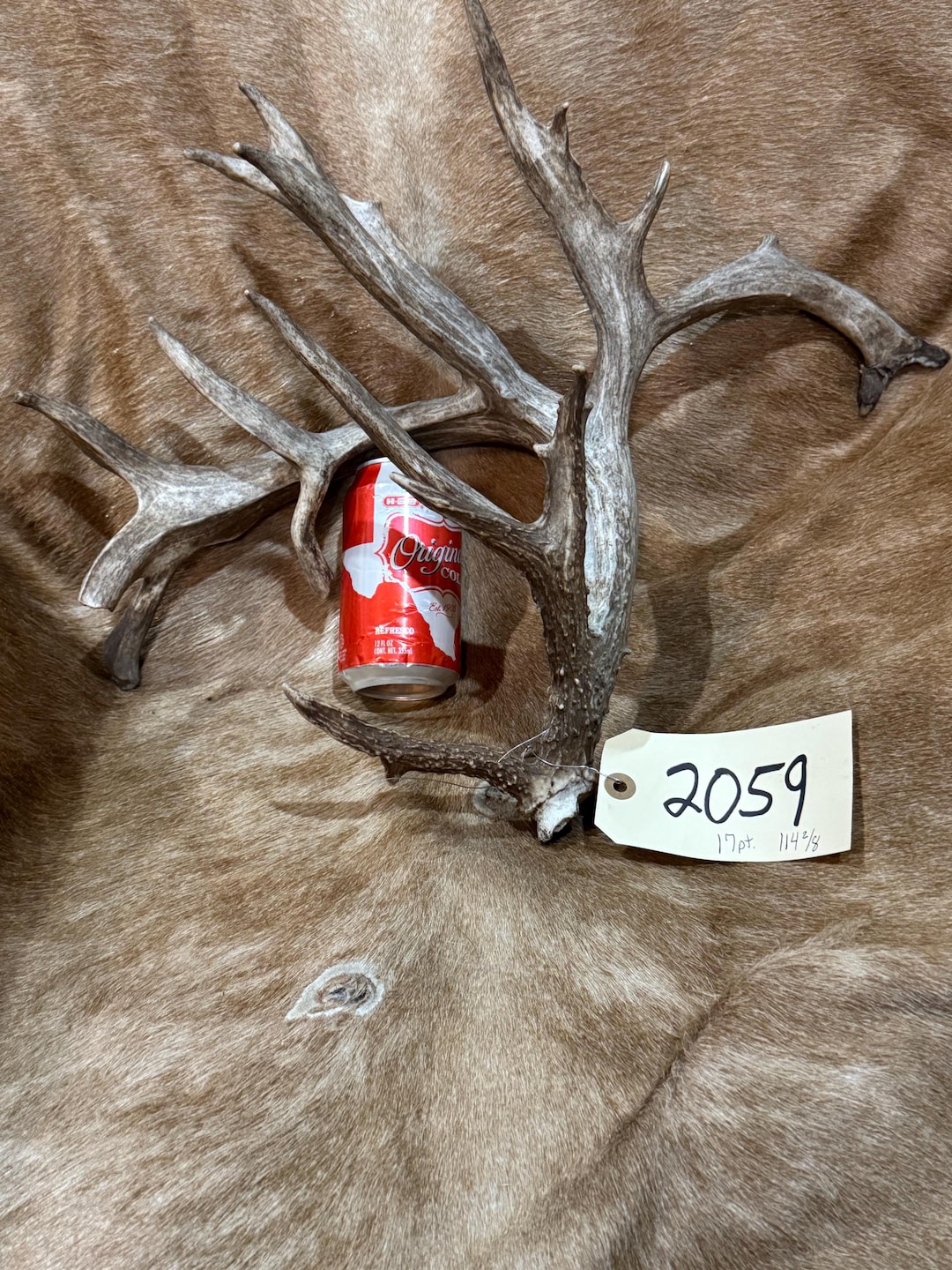 Huge Freak 114” Whitetail Shed Antler. Good Looking Shed. 17 Point ...