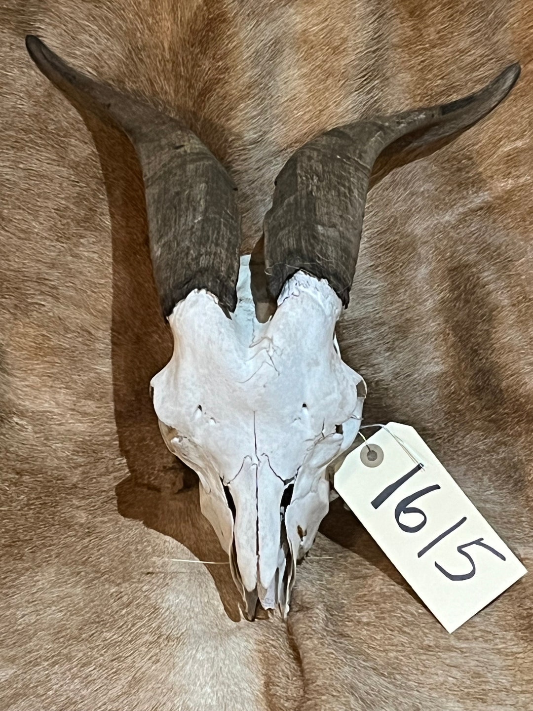 Nice Small Goat Skull, Man Cave, Lodge Decor, Crafts, Oddities ...