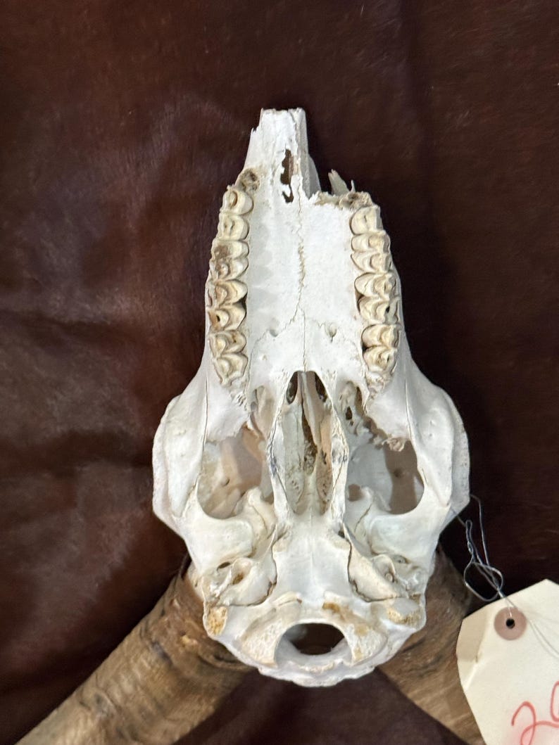 Nice Small Audad Sheep Skull, Man Cave, Lodge Decor, Crafts, Oddities ...