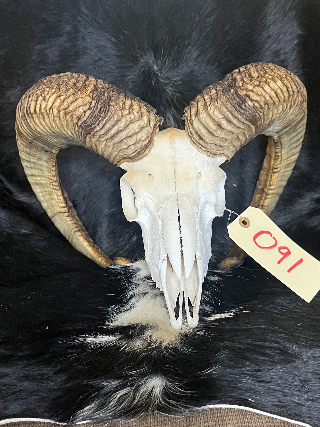 Ram Skull Urial / Mouflon / Red Sheep 27.5” Horns Taxidermy, European ...
