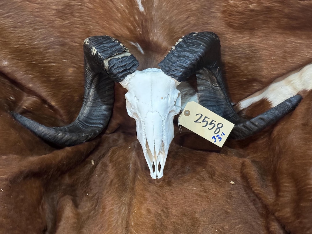 33” Ram Skull Taxidermy Sheep Mount Antlers Horns Man Cave, Rough Skull ...