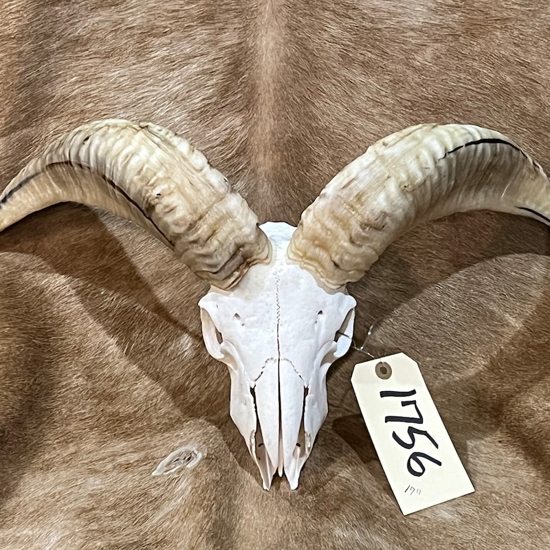 Sheep Skull - Etsy
