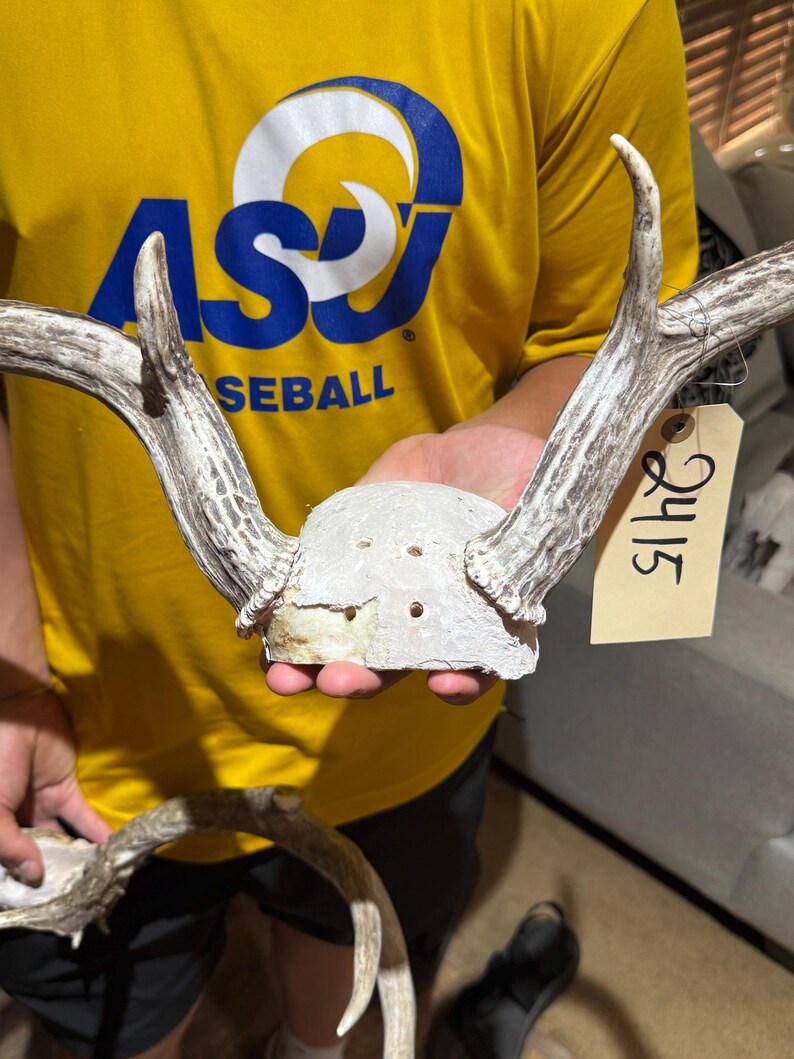 Lot of 2 Nice Whitetail Skull Caps, Sheds, Mount, Taxidermy, Horns ...