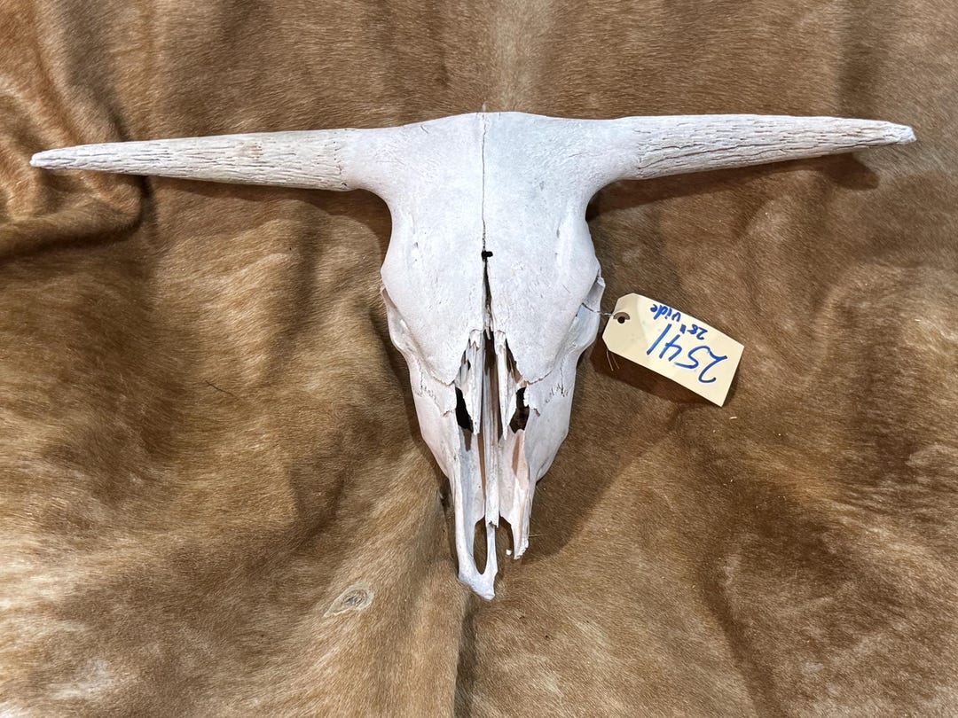 Nice Bull Cow Steer Skull 28” Wide Steer, Western Decor, Lodge, Man ...