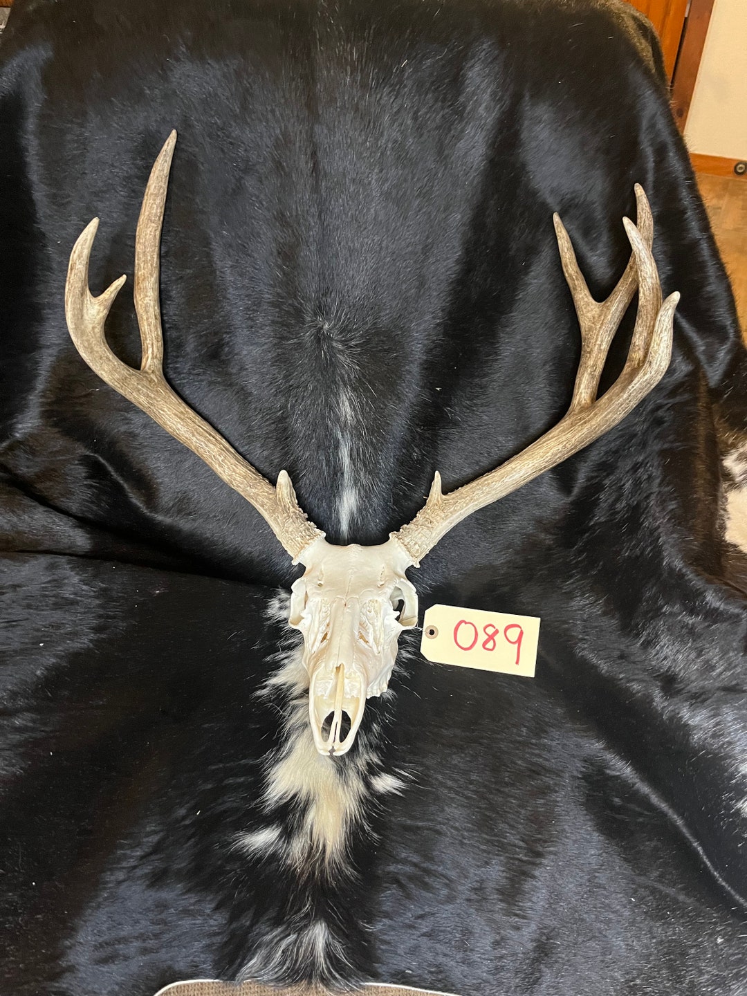 Beautiful Mule Deer Skull, 21 1/4 Inches Wide, Excellent Shape, Mount ...
