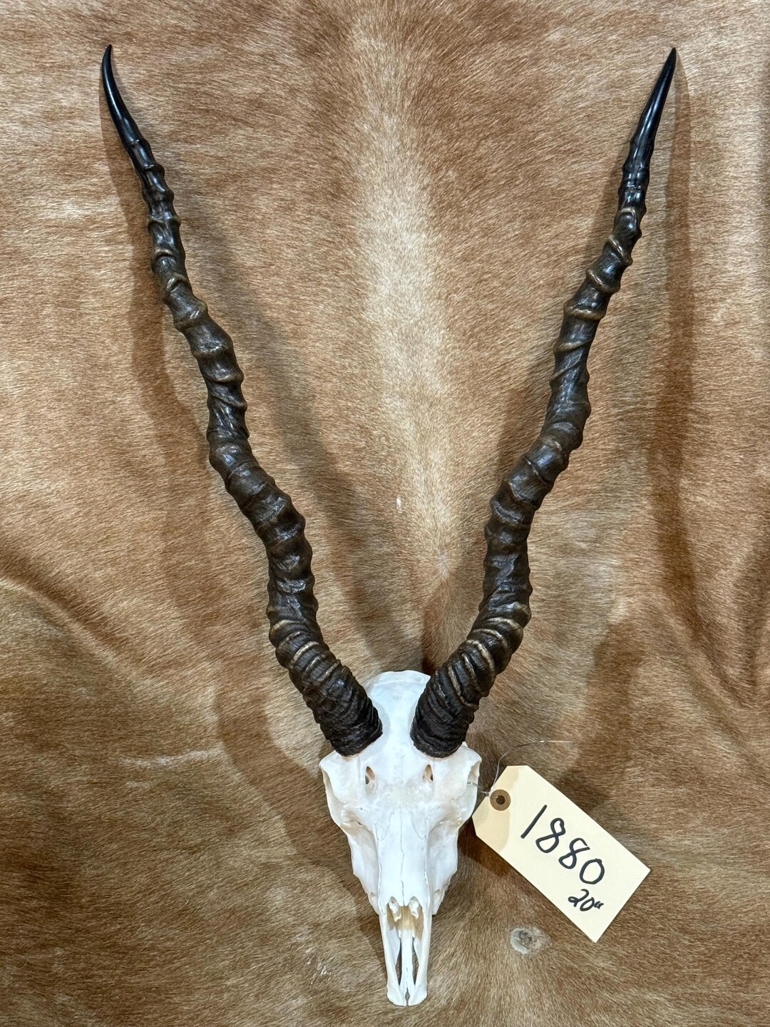 20 Blackbuck European Real Skull Taxidermy Mount Man Cave Lodge Decor ...