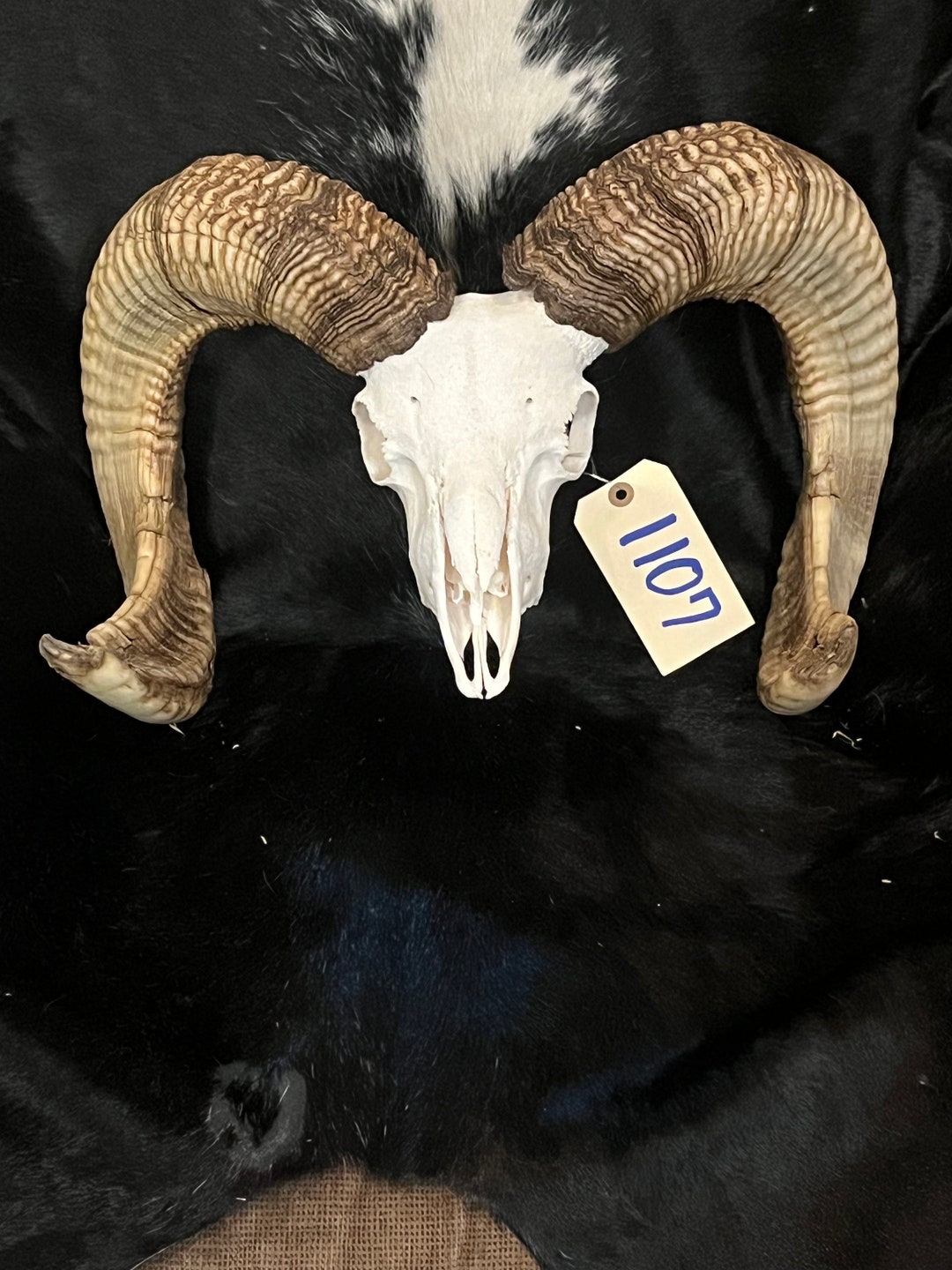 Ram Skull Urial / Mouflon / Red Sheep 32 Long Bases Over 11 Horns ...