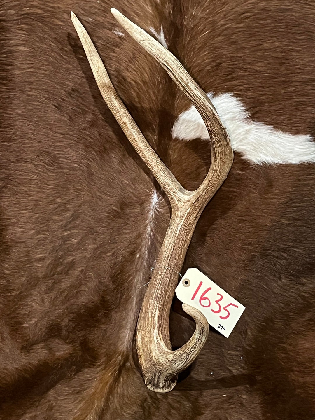 29” Axis Shed Antler. Huge Cottle Tines Good Looking Shed. Nice Shed ...