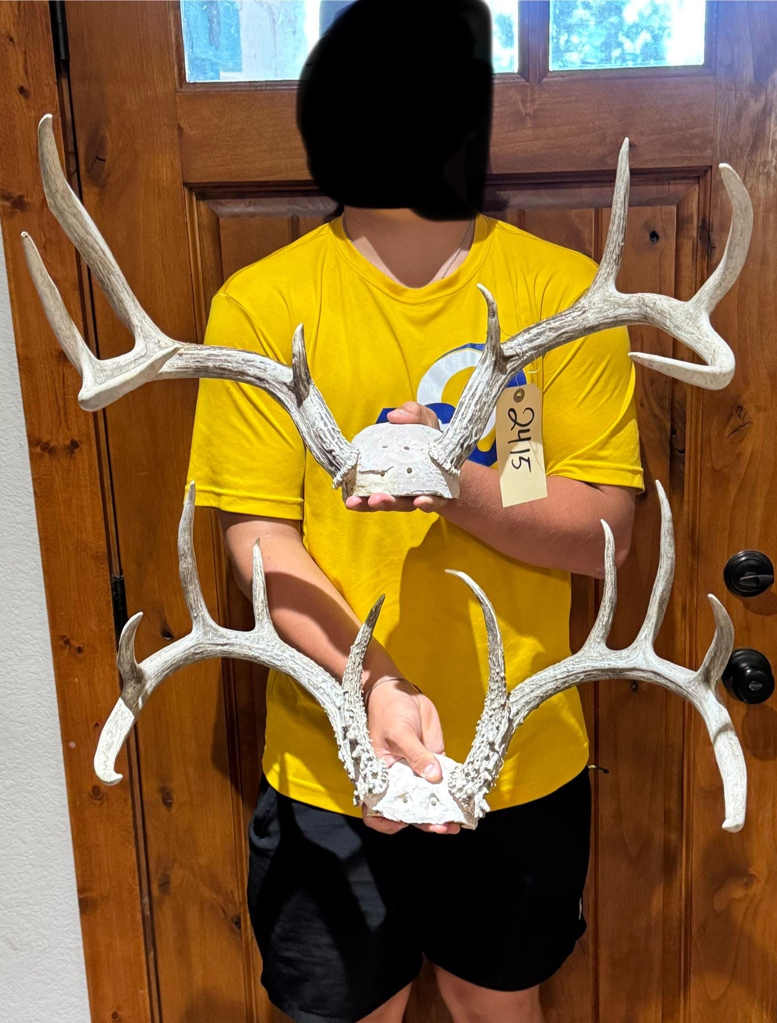 Lot of 2 Nice Whitetail Skull Caps, Sheds, Mount, Taxidermy, Horns ...