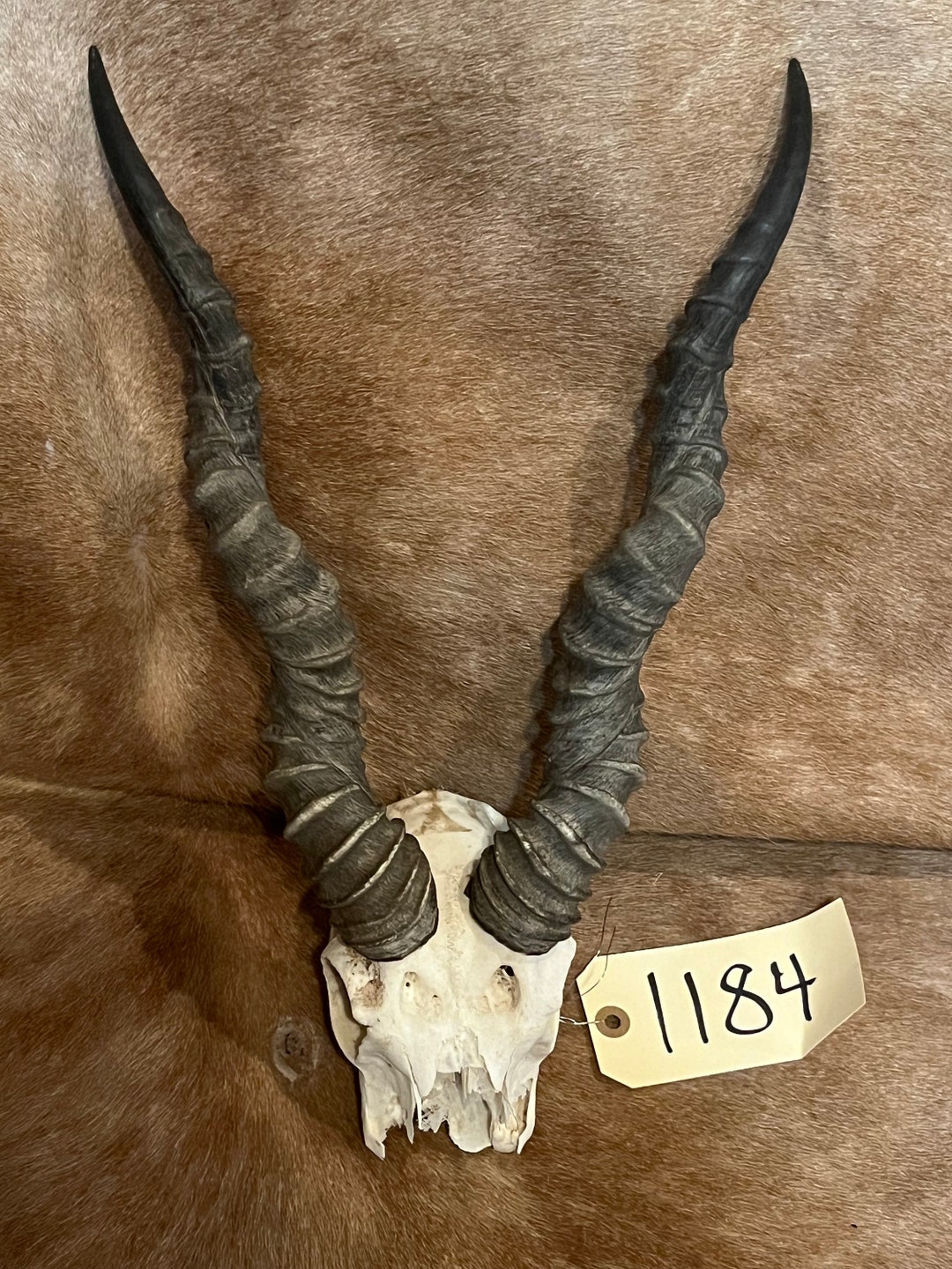 12.5 Blackbuck European Real Skull Taxidermy Mount Man Cave Lodge Decor ...