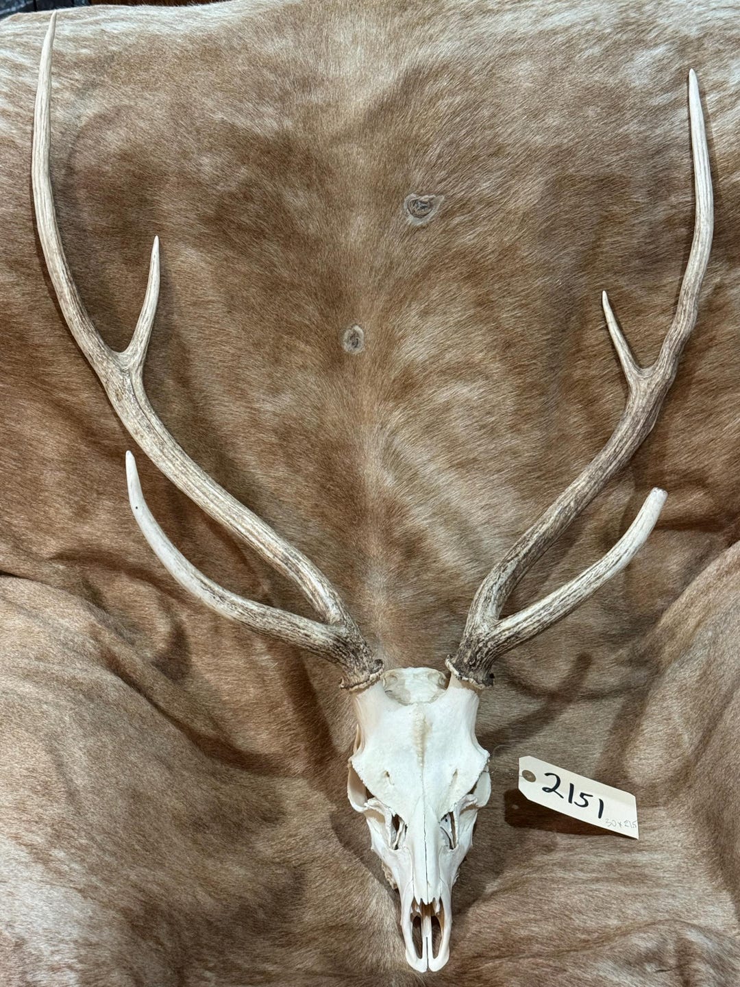 Axis Skull, 30” Beams, Mount, Taxidermy, European Mount, Man Cave Lodge ...