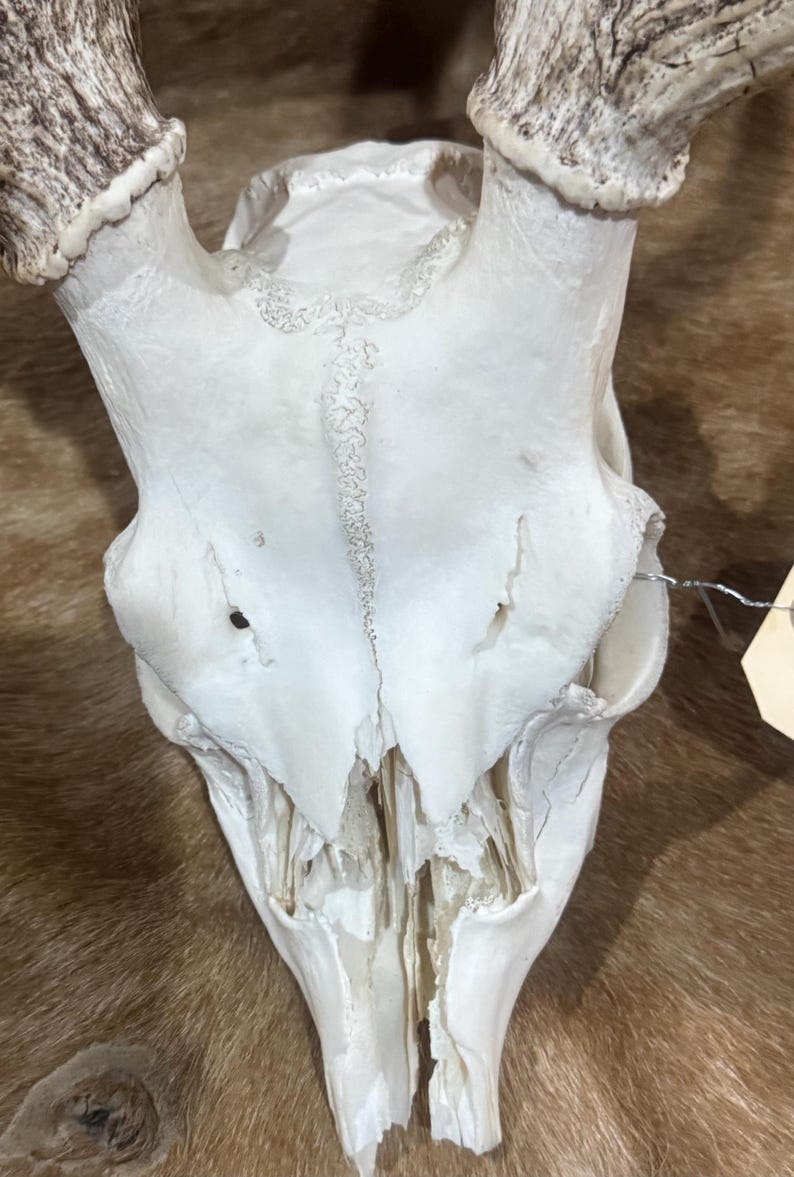 Nice Axis Skull, ” Long 28” Beam, Great Color, Mount, Taxidermy ...