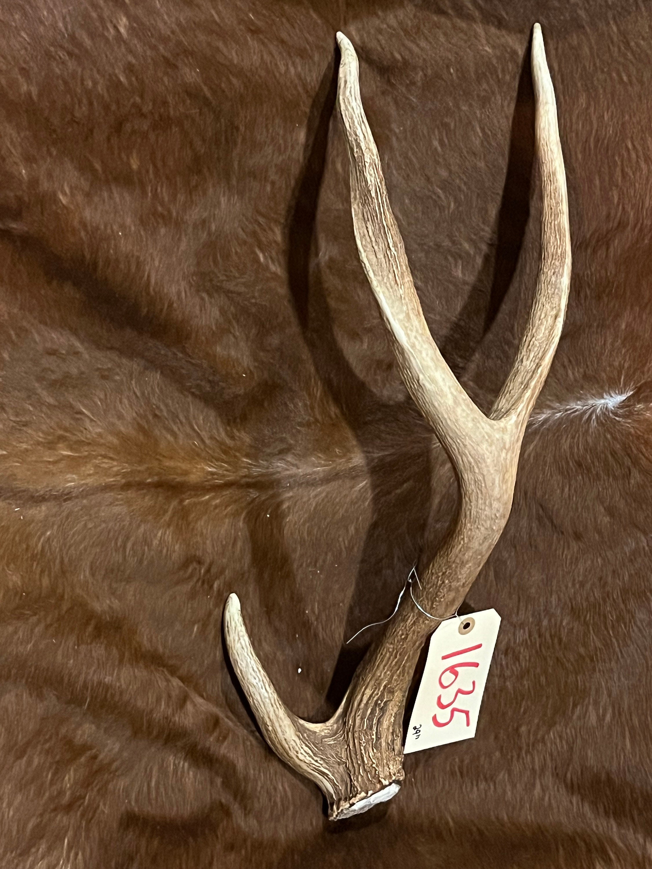 29” Axis Shed Antler. Huge Cottle Tines Good Looking Shed. Nice Shed ...