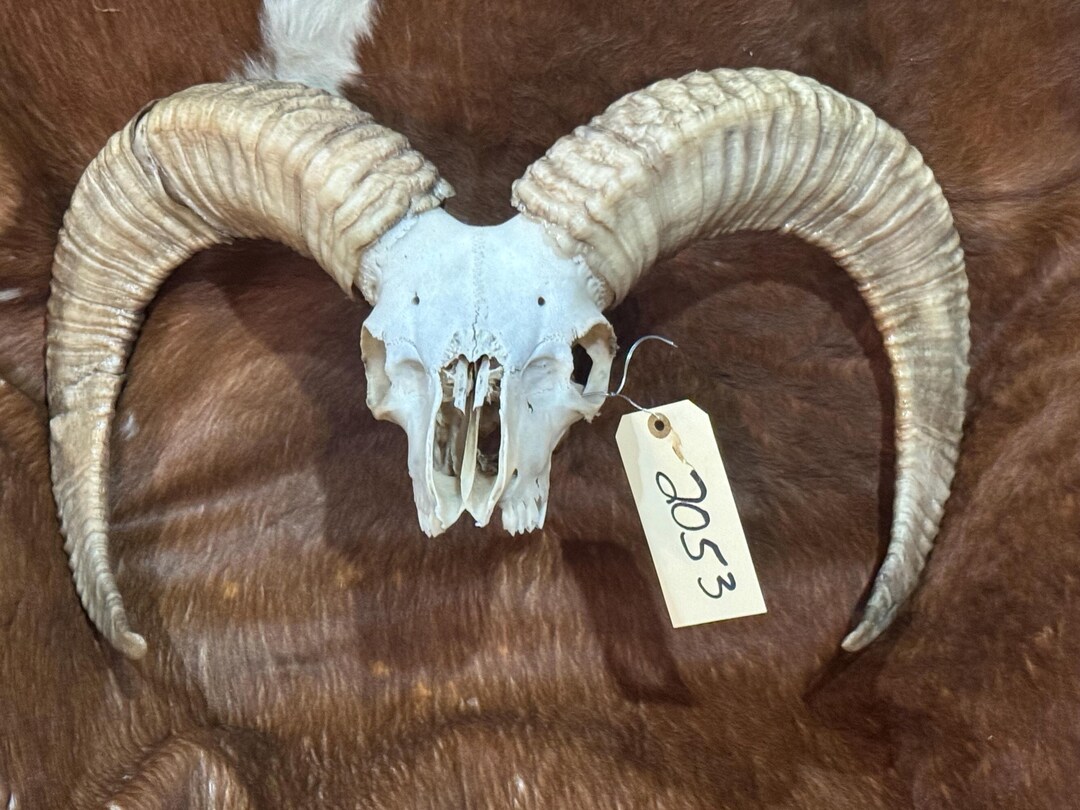 Beautiful Ram Skull 33” Urial Sheep Horns Bone, Red Sheep, Mouflon ...