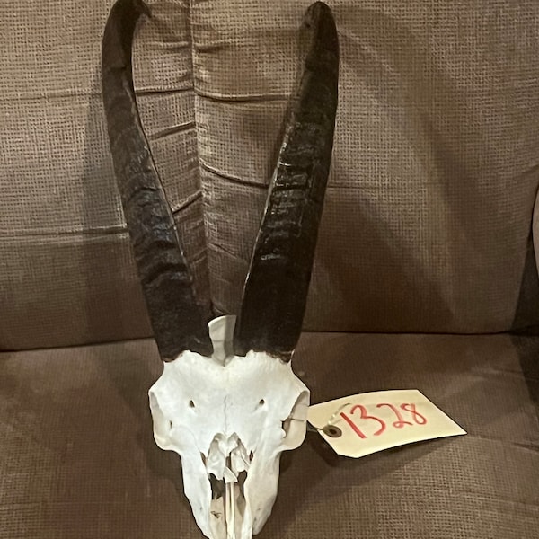 Ibex Skull - Etsy