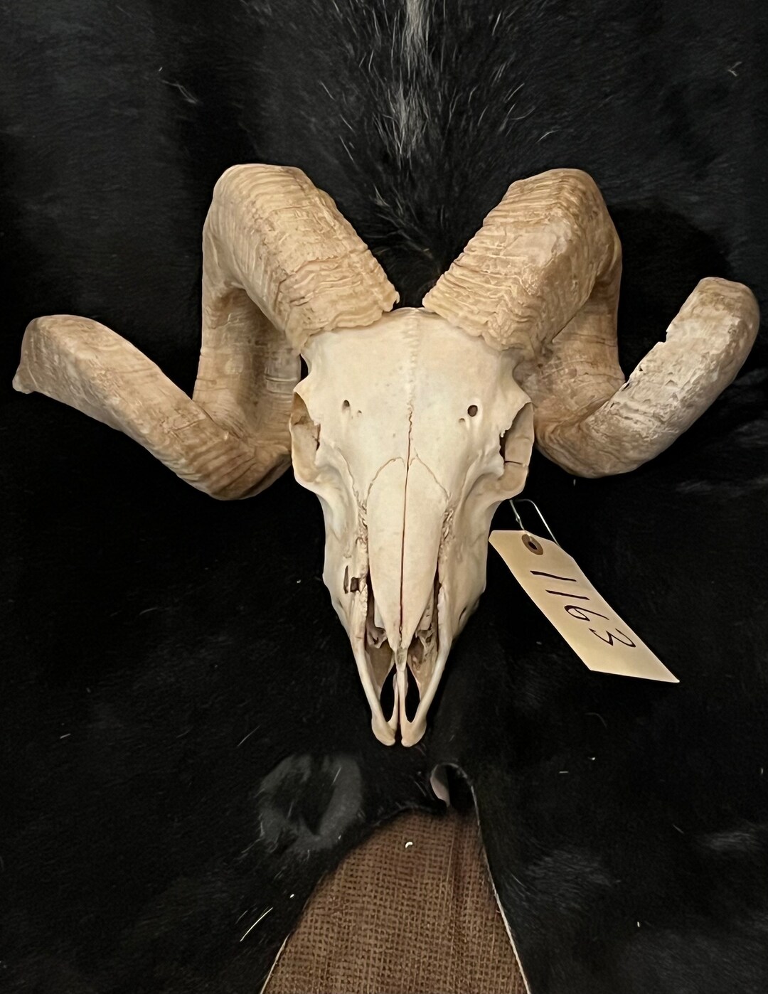 Ram Skull Sheep 27” X 27” Tight Curl Horns Taxidermy, European, Mount ...